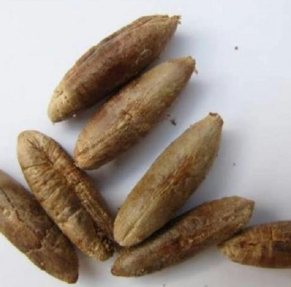 Date Seed : Everything About It (Dates Seed Powder & Uses)