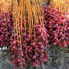 Iranian Dates, +50 Types Of Persian Dates (Iran Dates Types)