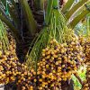 Iranian Dates, +50 Types Of Persian Dates (Iran Dates Types)
