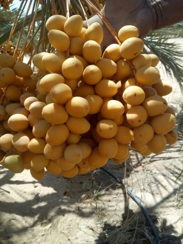 Barhi Dates (5kg Packing) Barhee Dates for Export